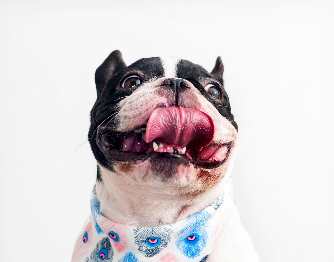 Understanding The Five Senses of Your Dog – All Tails Wagging